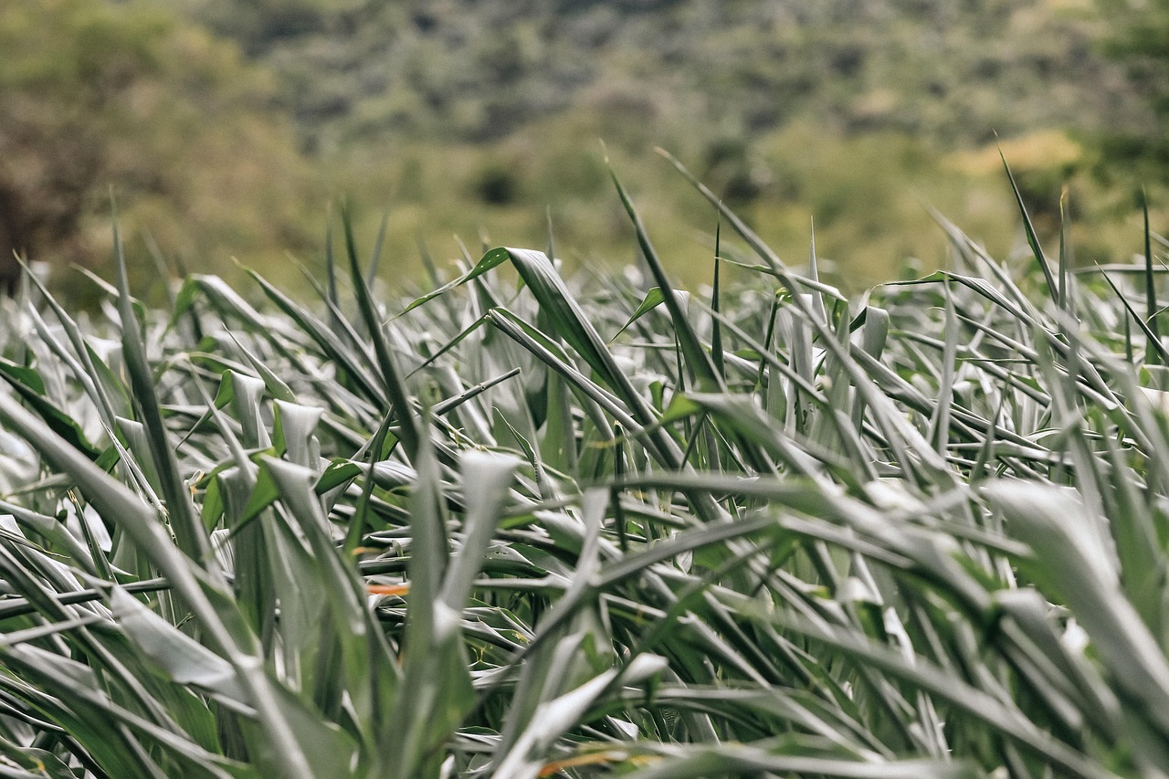 Landwirtschaft Bauernhof Plantage - Kostenloses Foto auf Pixabay - Pixabay