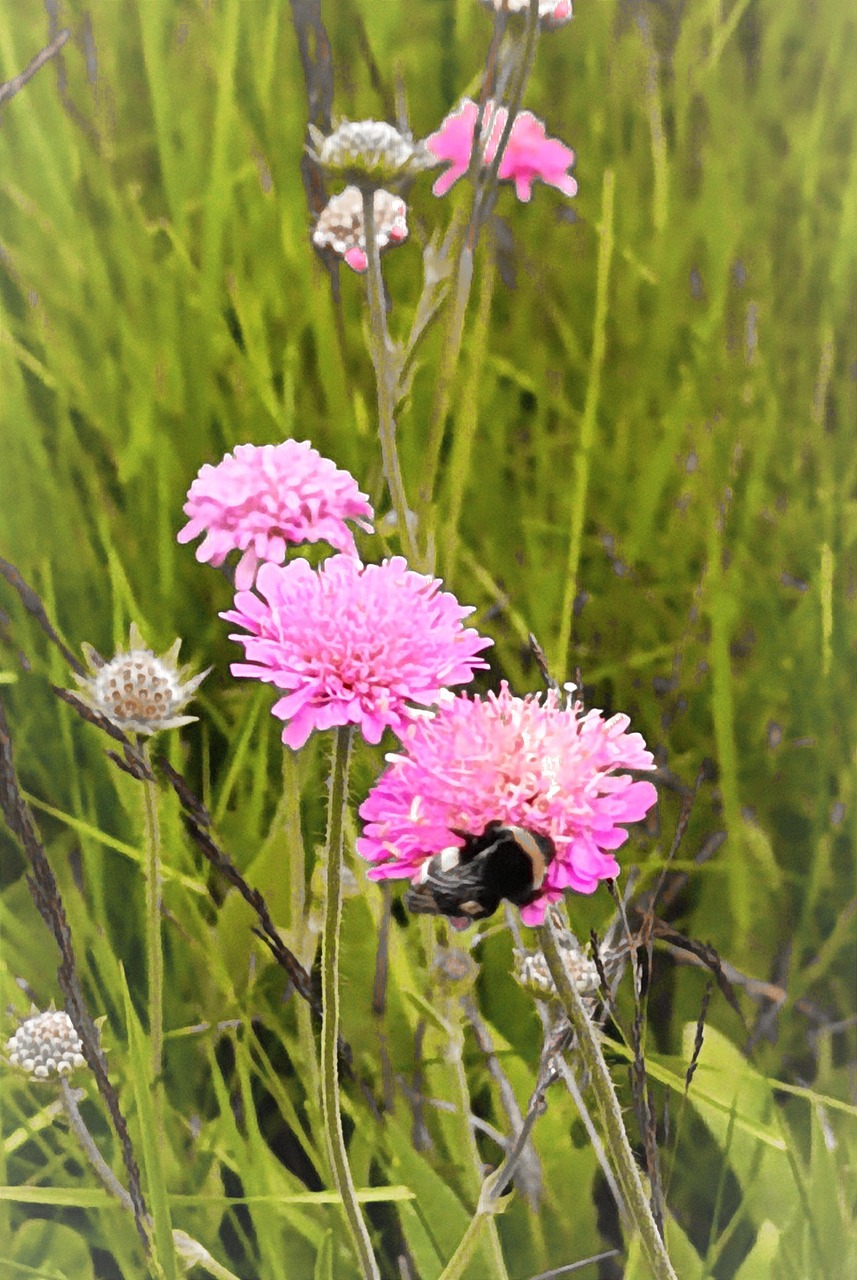 Wildflowers Bee Insect - Free photo on Pixabay