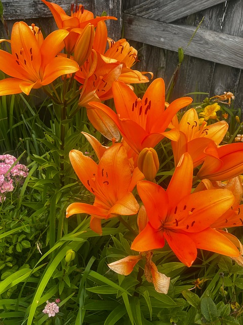 Fleurs De Lys Nature - Photo gratuite sur Pixabay