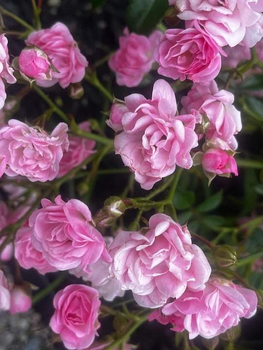 Des Roses Fleur Bloom - Photo gratuite sur Pixabay
