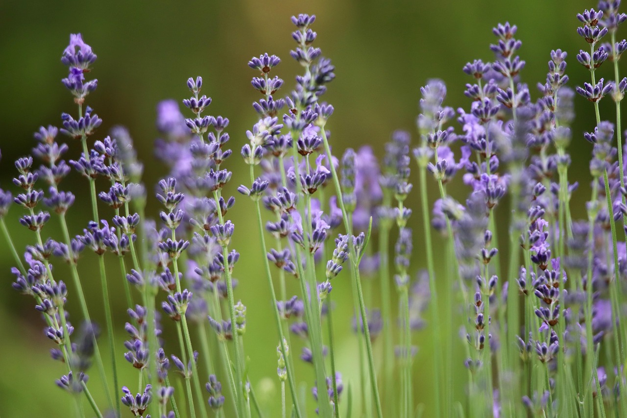 Lavender Images: 5,000+ Free High-Quality Lavender Flower Pictures ...