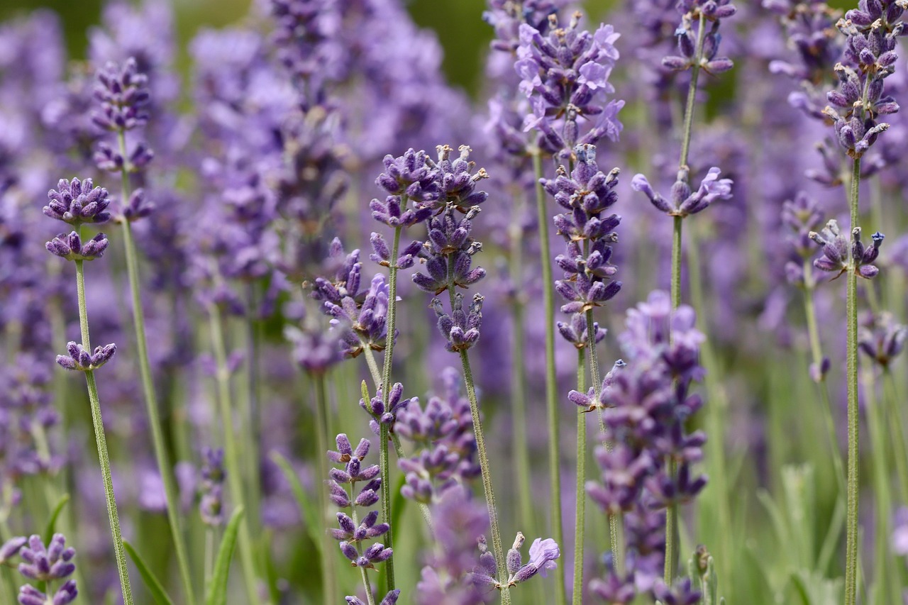 Lavender Images: 5,000+ Free High-Quality Lavender Flower Pictures ...