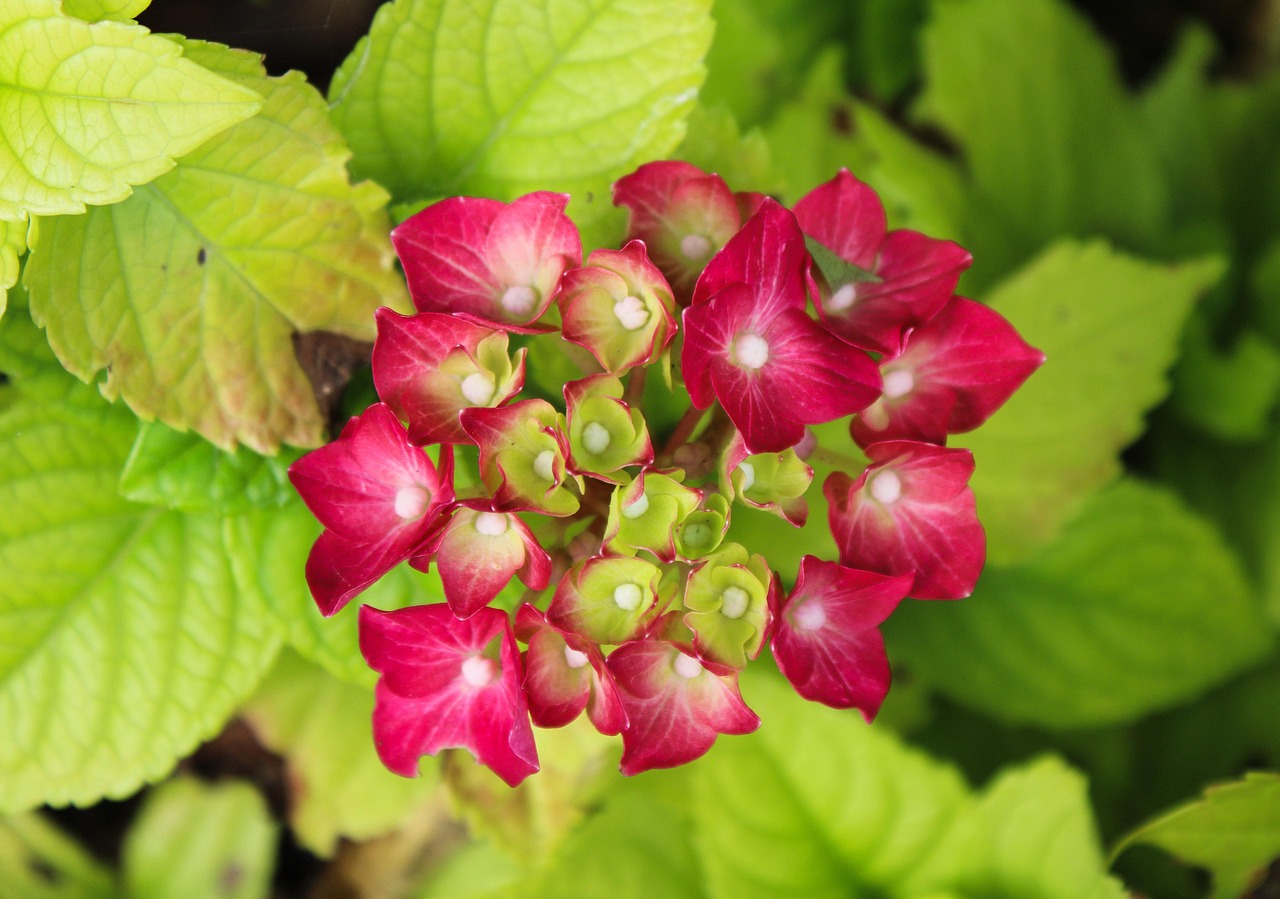Hydrangea Bunga Alam - Foto gratis di Pixabay