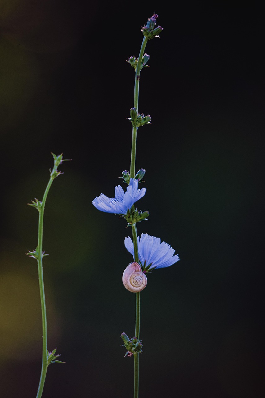 Snail Mollusk Flower - Free photo on Pixabay - Pixabay