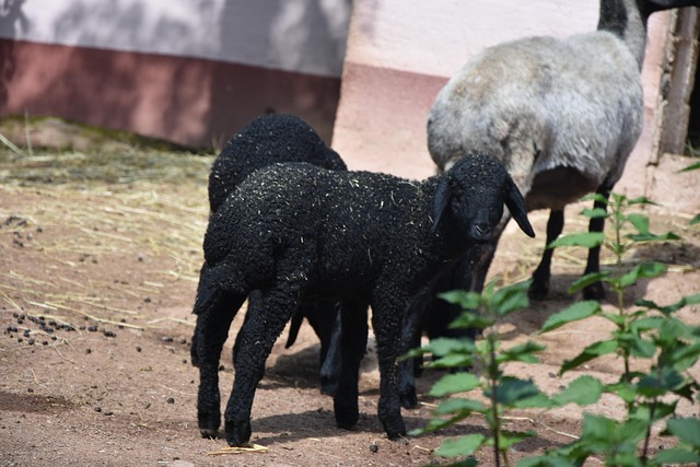 Le Mouton Laine Animal Animaux De - Photo gratuite sur Pixabay - Pixabay