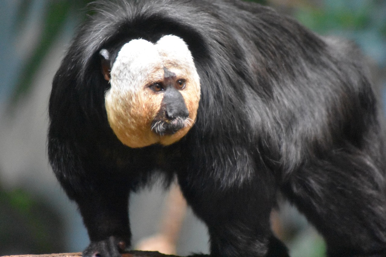Macaco Animal Animais Selvagens - Foto gratuita no Pixabay - Pixabay