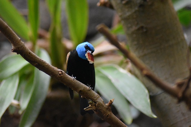 Bird Nature Wildlife - Free photo on Pixabay - Pixabay