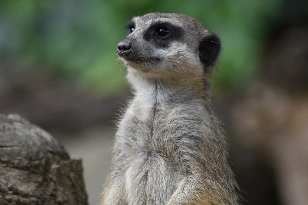 Suricata Animal Mamífero Fauna - Foto gratis en Pixabay - Pixabay