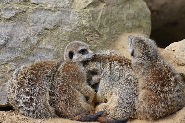 Meerkat Animal Mammal - Free photo on Pixabay
