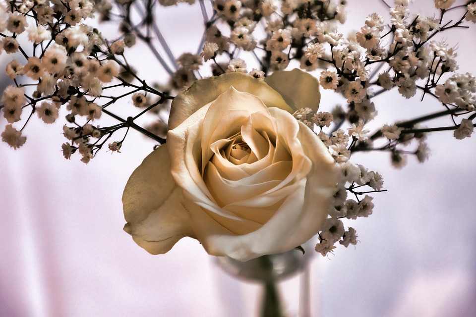Rose Hochzeit - Kostenloses Foto auf Pixabay - Pixabay