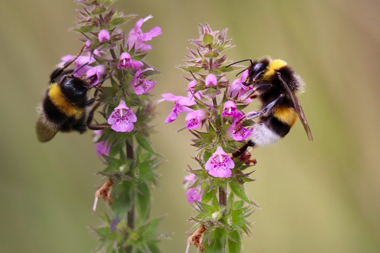 Bumblebees Flowers Pollination - Free photo on Pixabay - Pixabay