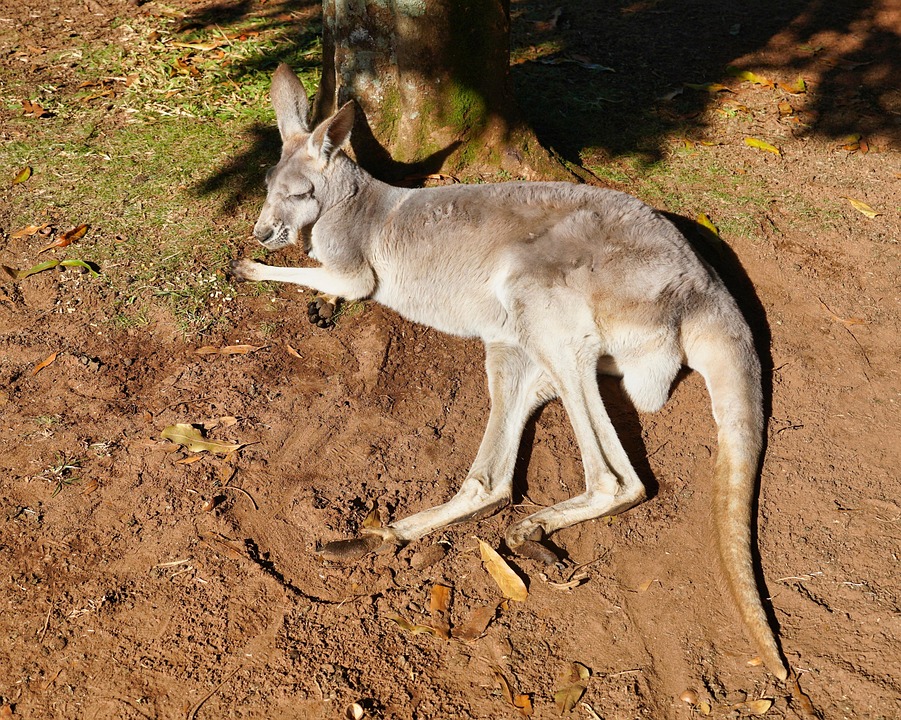 Canguru Adormecido Relaxante - Foto gratuita no Pixabay - Pixabay