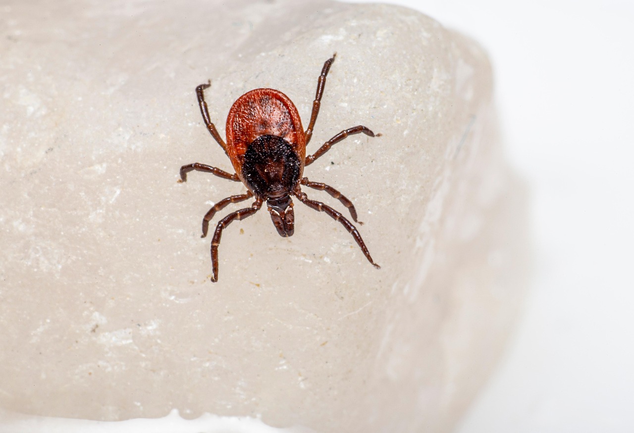 Nature Animal Arachnid - Free photo on Pixabay - Pixabay