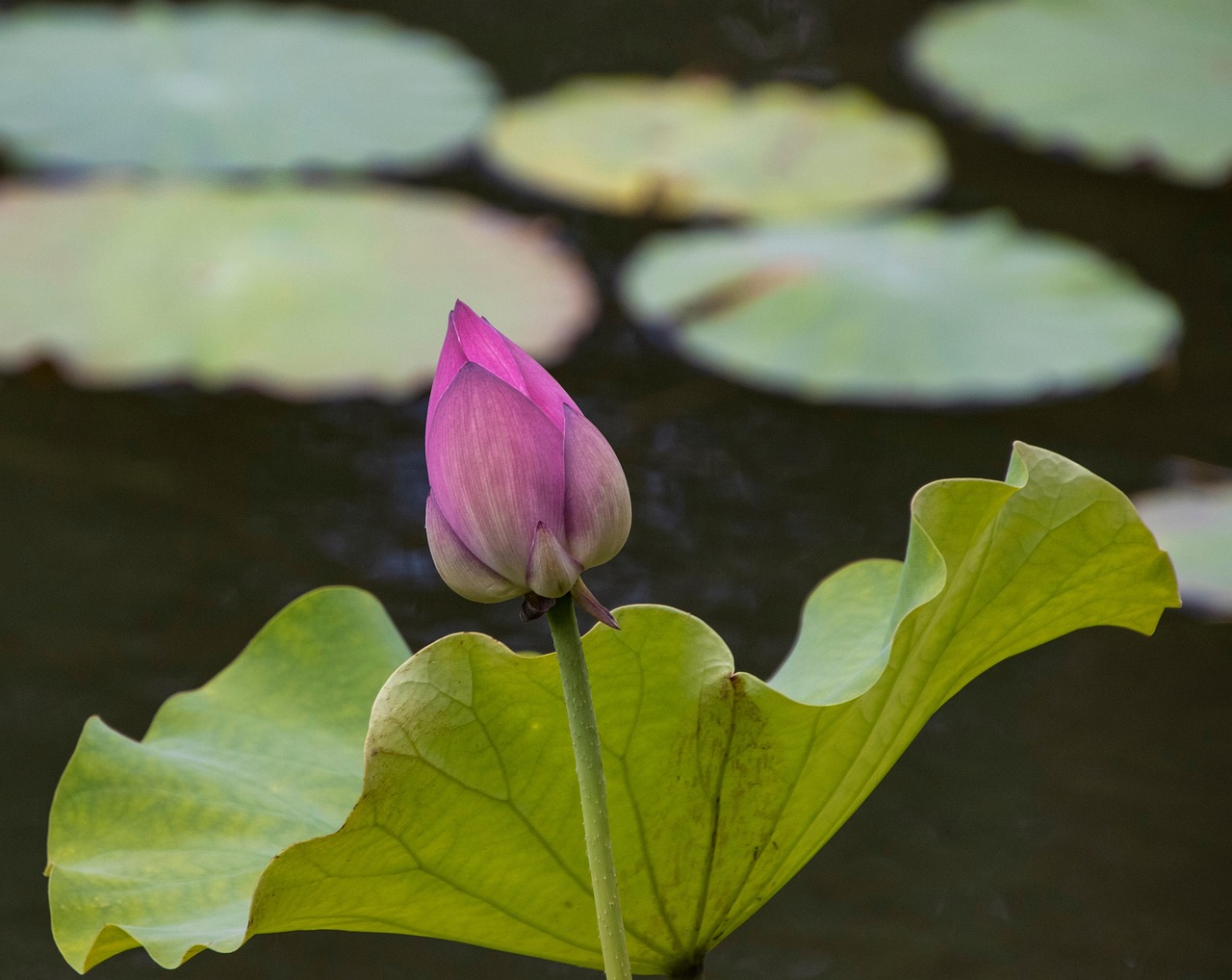 Bunga Teratai Tunas - Foto gratis di Pixabay