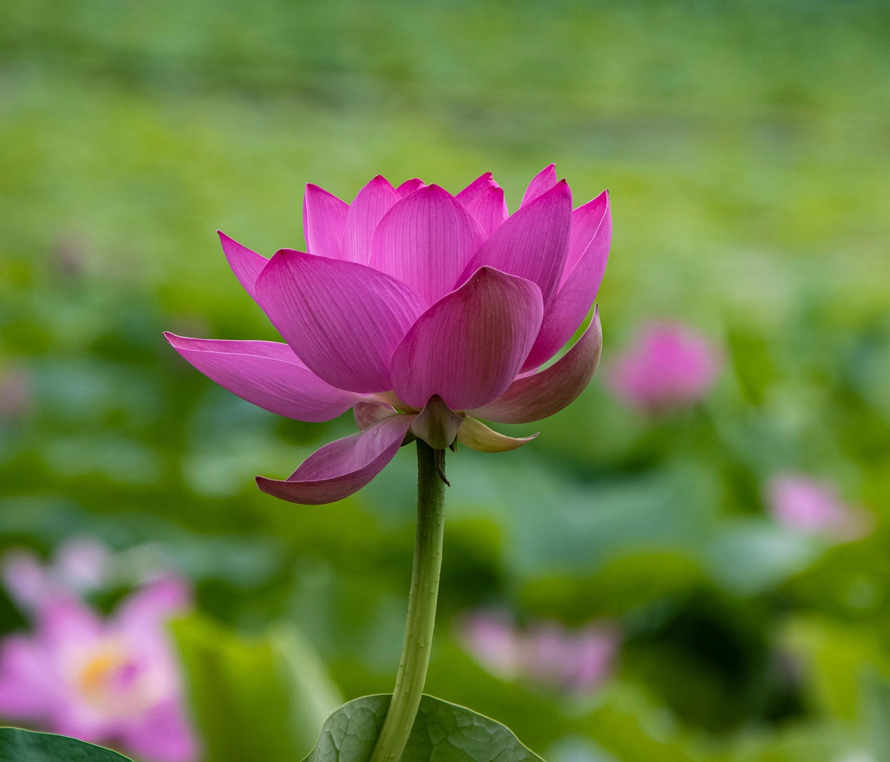 Flower Lotus Petals Pink - Free photo on Pixabay - Pixabay