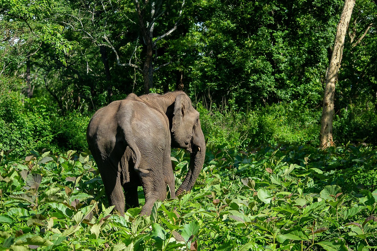Animais Selvagens Natureza Animal - Foto gratuita no Pixabay