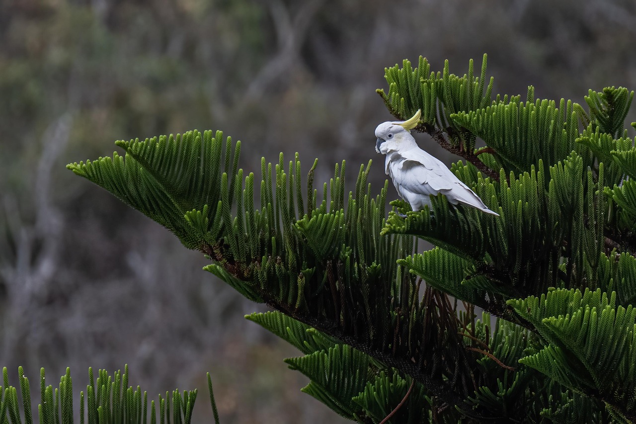 Bird Cockatoo Sulphur-Crested - Free photo on Pixabay