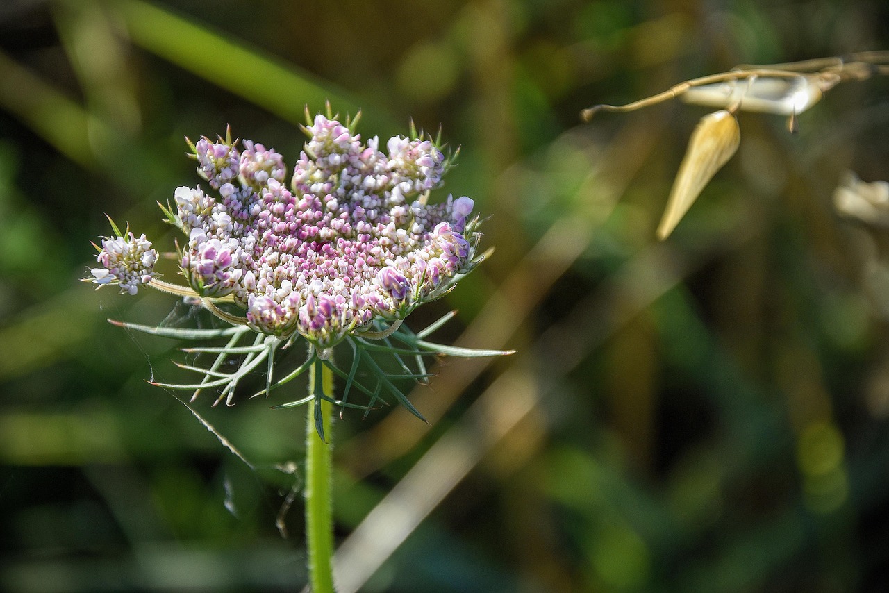 Wild Carrot Nature Field - Free photo on Pixabay - Pixabay
