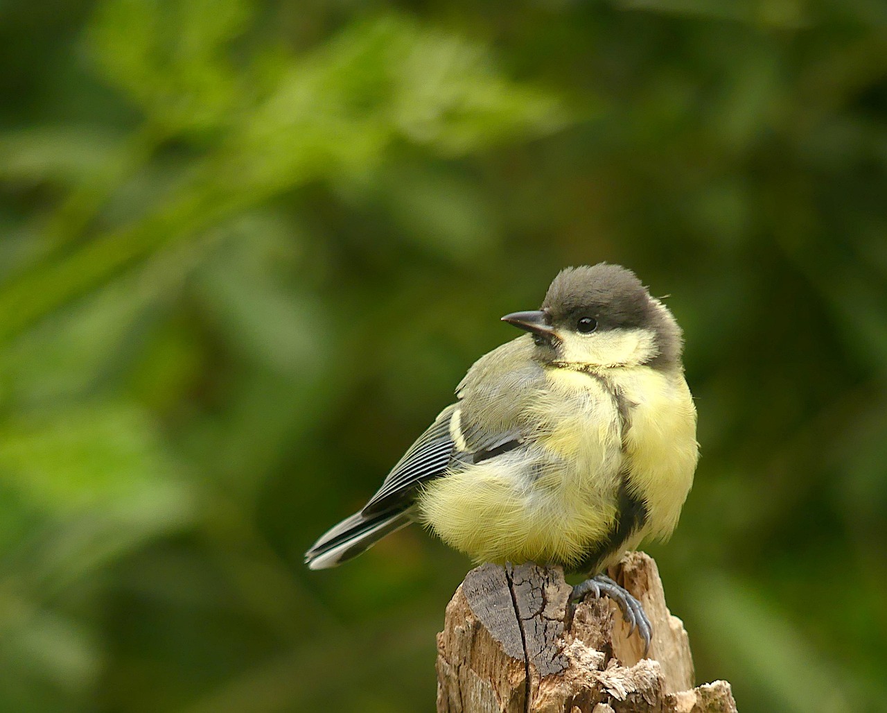 Great Tit Bird - Free photo on Pixabay - Pixabay