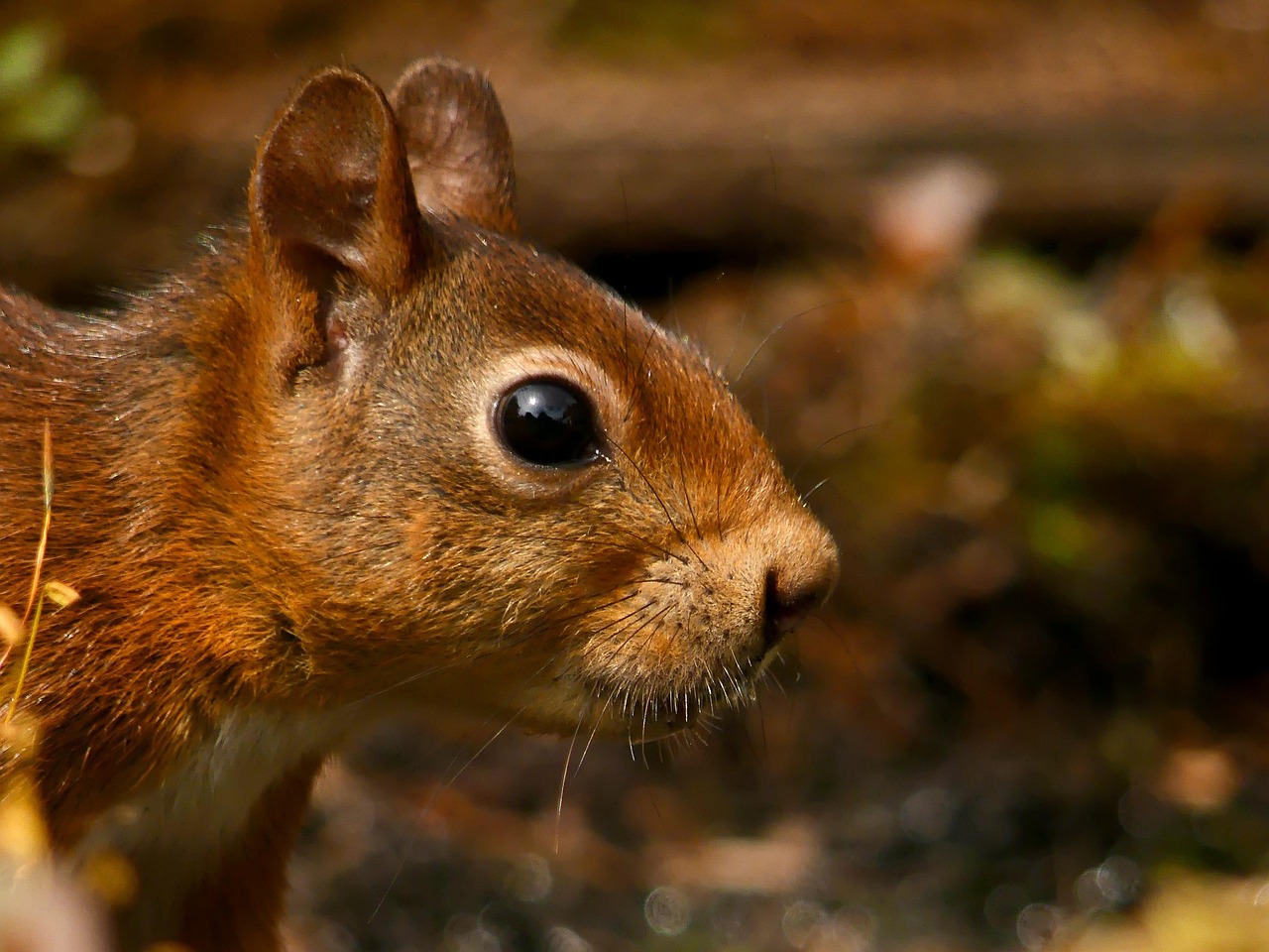 Red Squirrel Animal - Free photo on Pixabay