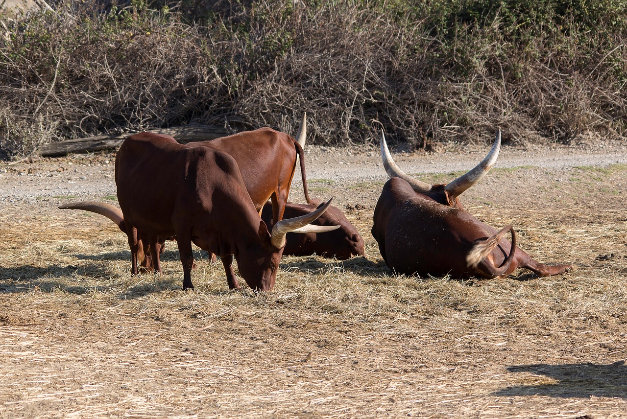 Mamífero Naturaleza África - Foto gratis en Pixabay