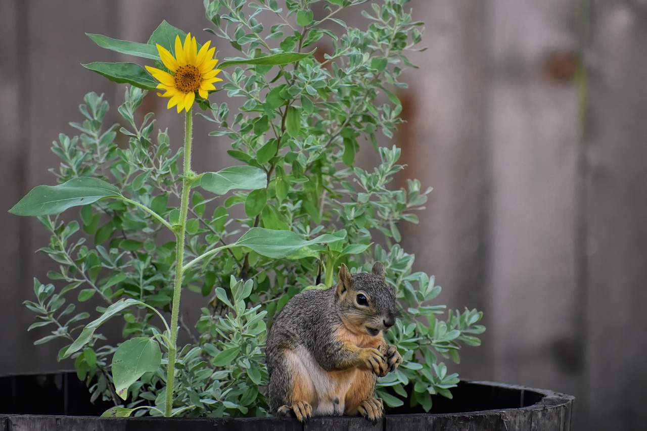 Flower Squirrel Sunflower - Free photo on Pixabay - Pixabay