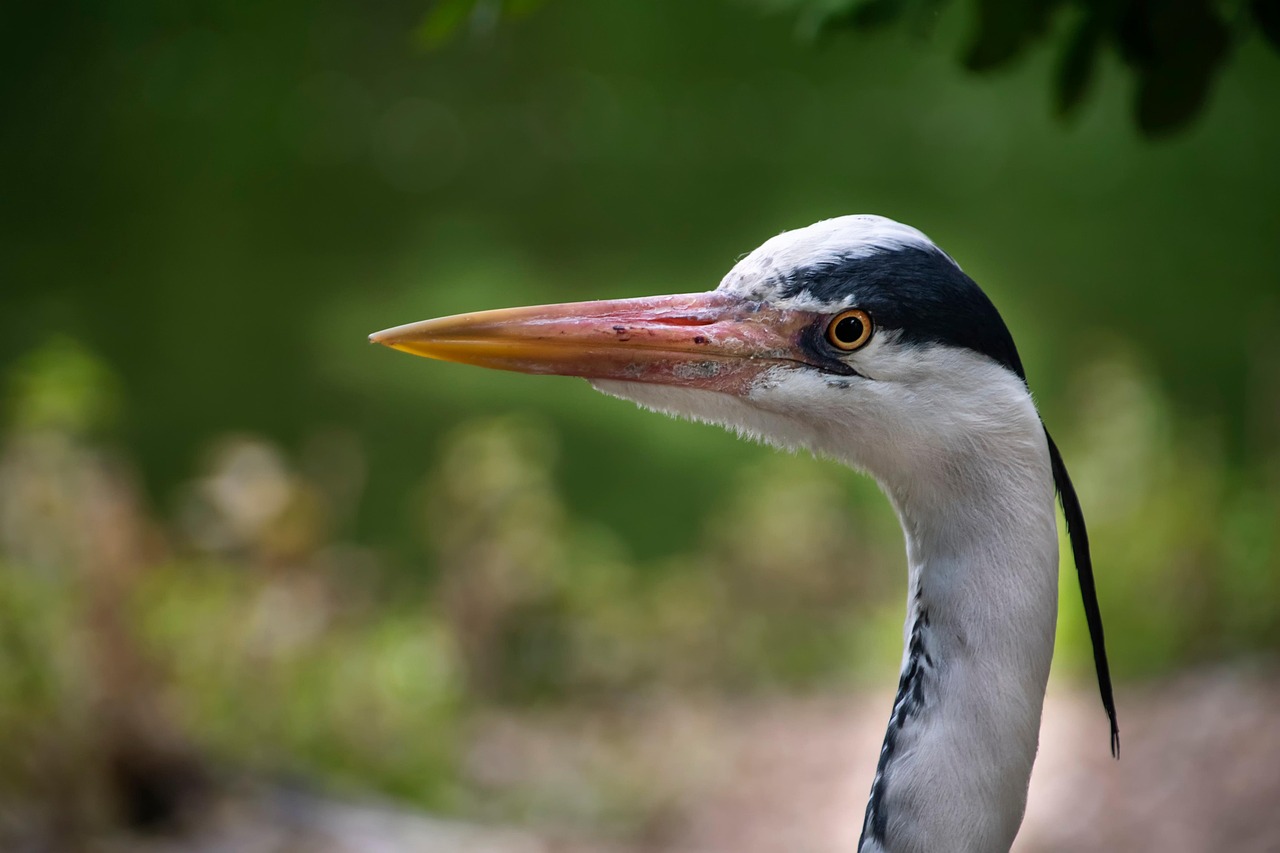 Bird Heron Ornithology - Free photo on Pixabay - Pixabay