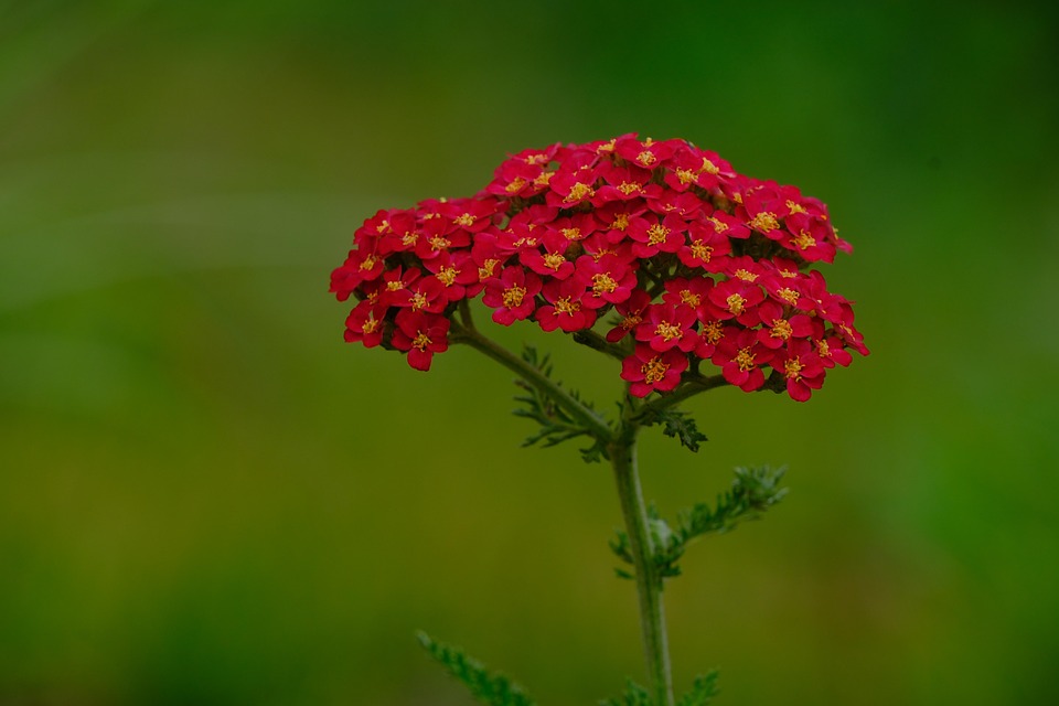 Yarrow Common Achillea - Free photo on Pixabay