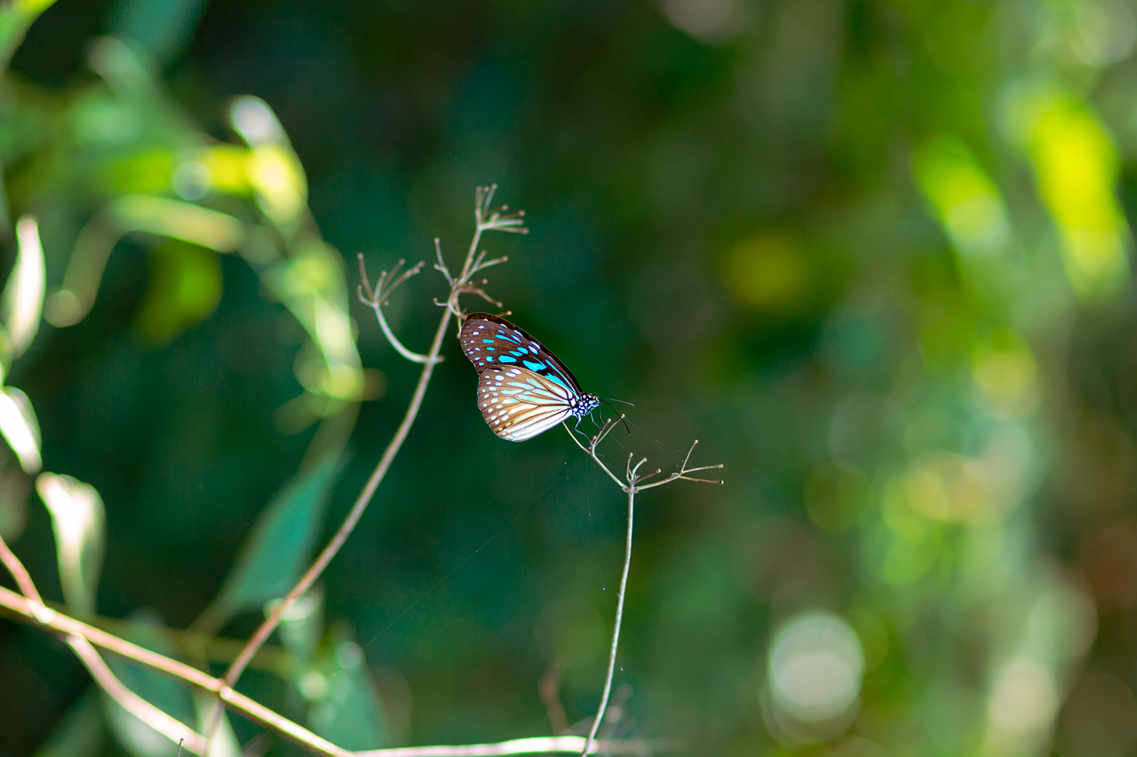 Butterfly Wings Flowers Free Photo On Pixabay Pixabay