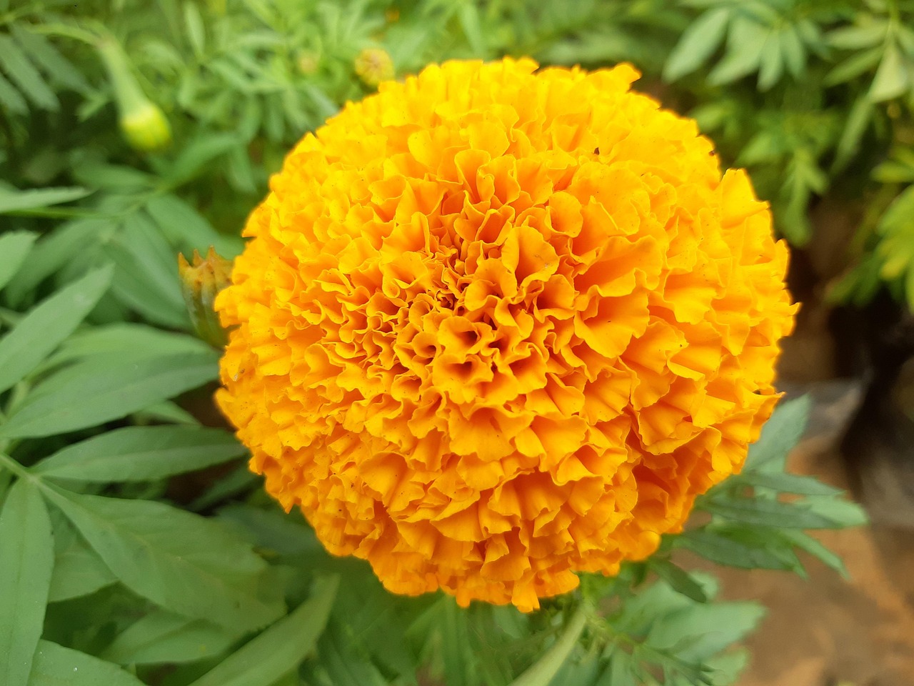 Goldflower Flower Petals - Free photo on Pixabay - Pixabay