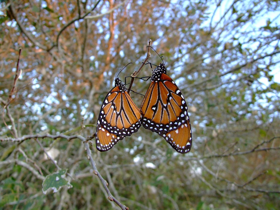 Butterfly Insects Wings - Free photo on Pixabay - Pixabay