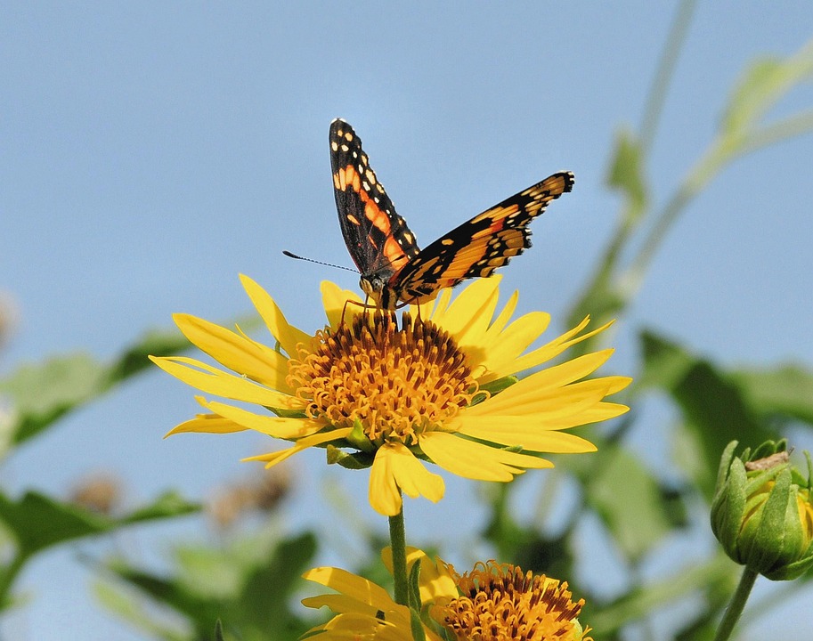 Butterfly Insect Wings - Free photo on Pixabay