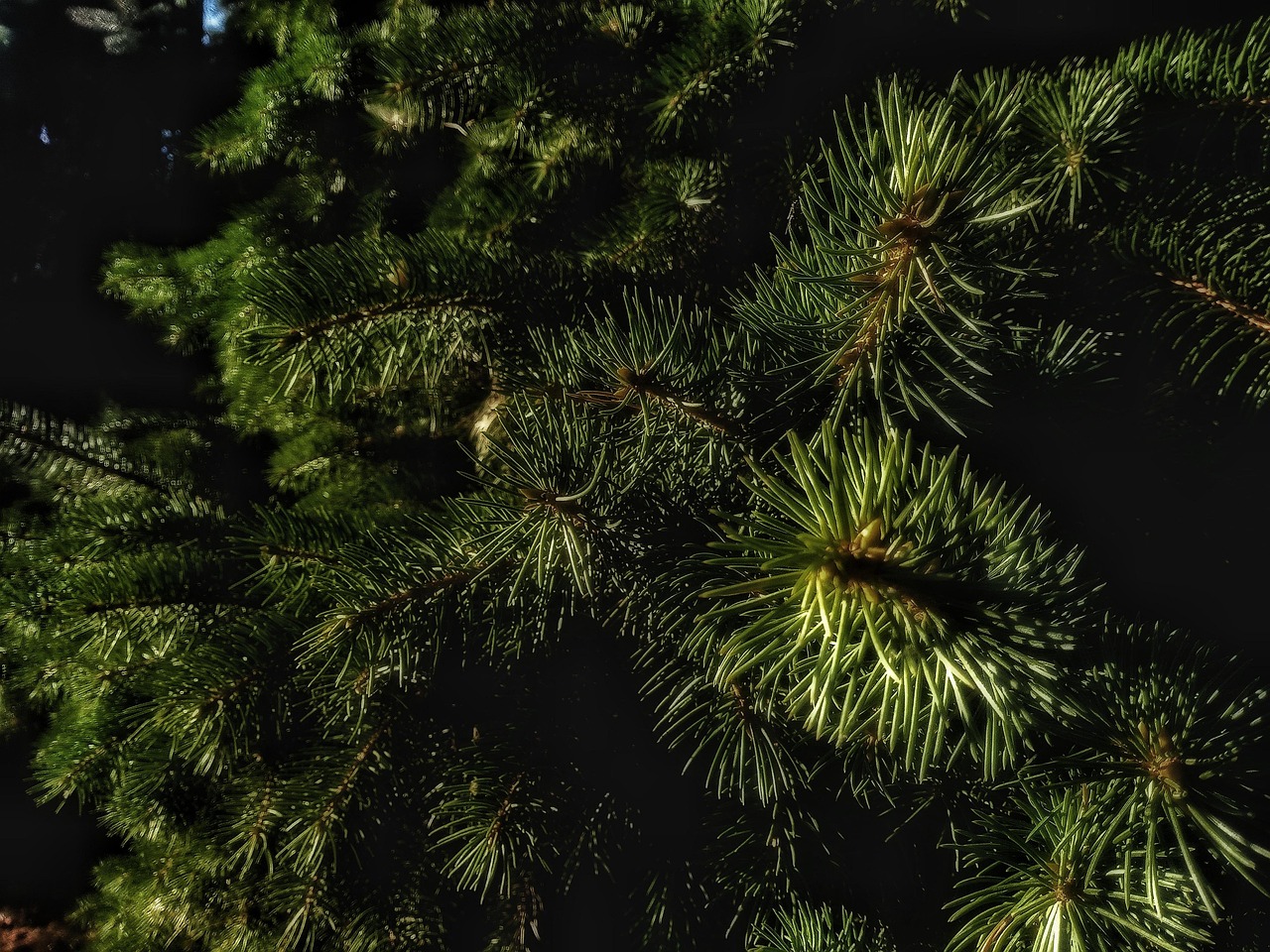 Needles Spruce Branches - Free photo on Pixabay