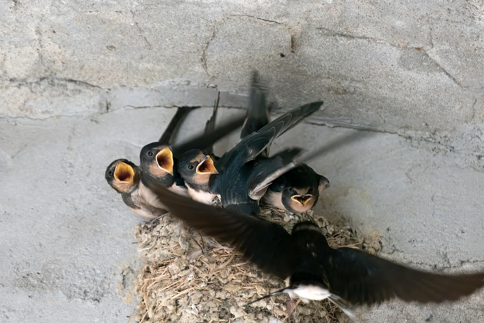 Bird Swallows Ornithology - Free photo on Pixabay - Pixabay