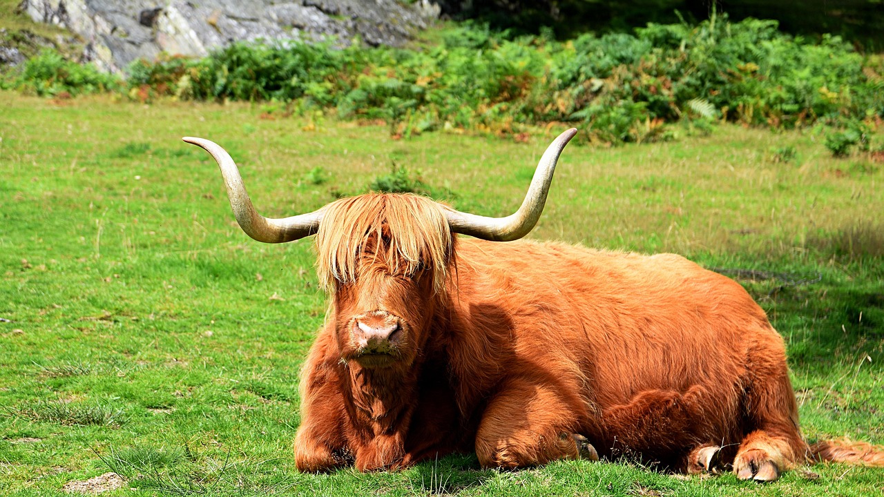 Animal Mammal Highland - Free photo on Pixabay