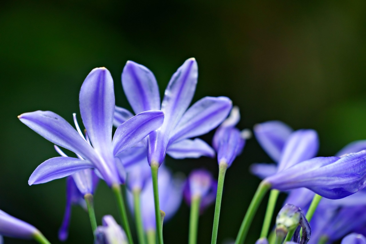 African Lily Flowers Violet - Free photo on Pixabay - Pixabay