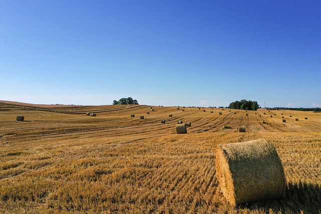 Sur Le Terrain Nature Paille - Photo gratuite sur Pixabay