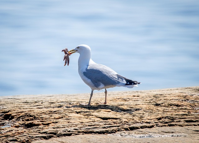 Ornithology Bird Pen - Free photo on Pixabay - Pixabay