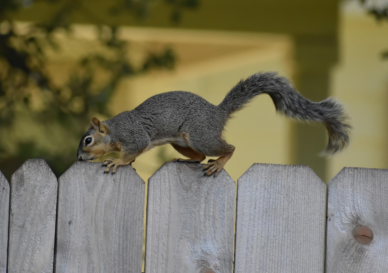 Squirrel Rodent Animal - Free photo on Pixabay