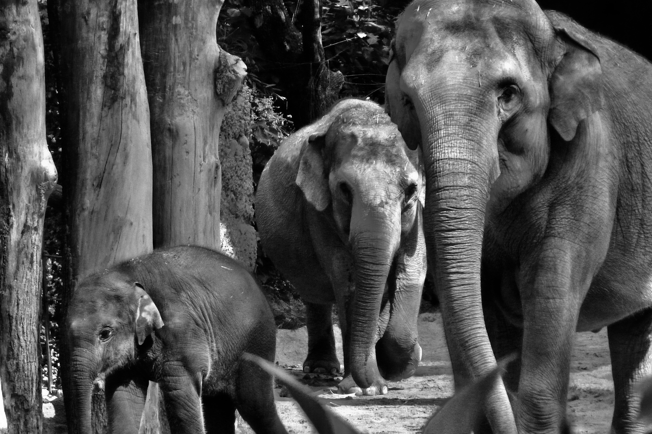 Bayi Gajah Alam Kebun Binatang - Foto gratis di Pixabay - Pixabay