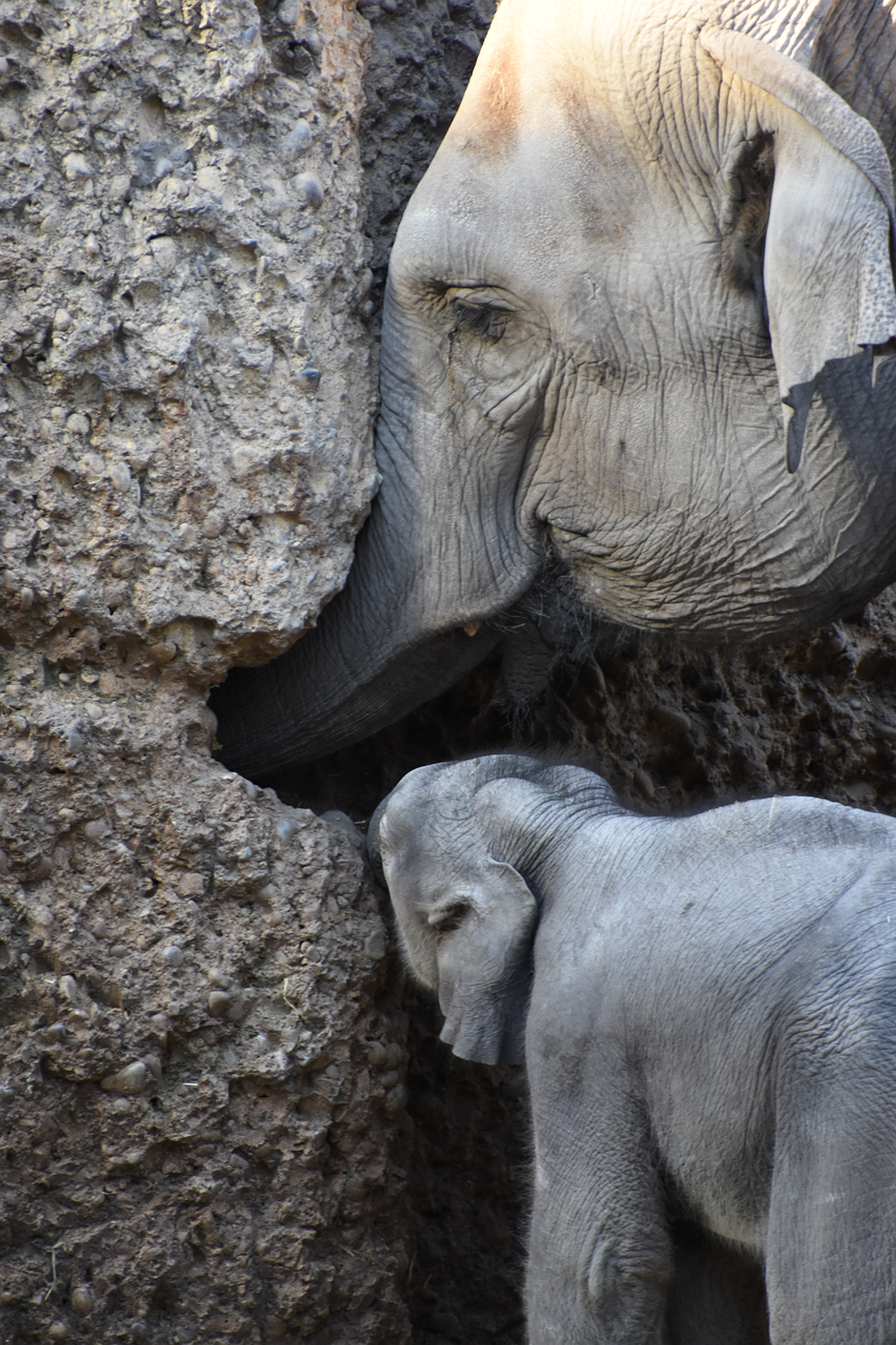 Baby Elephant Nature Zoo - Free photo on Pixabay - Pixabay