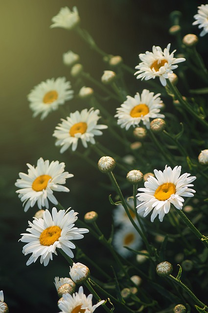 Chamomile Flowers Plants White - Free photo on Pixabay - Pixabay