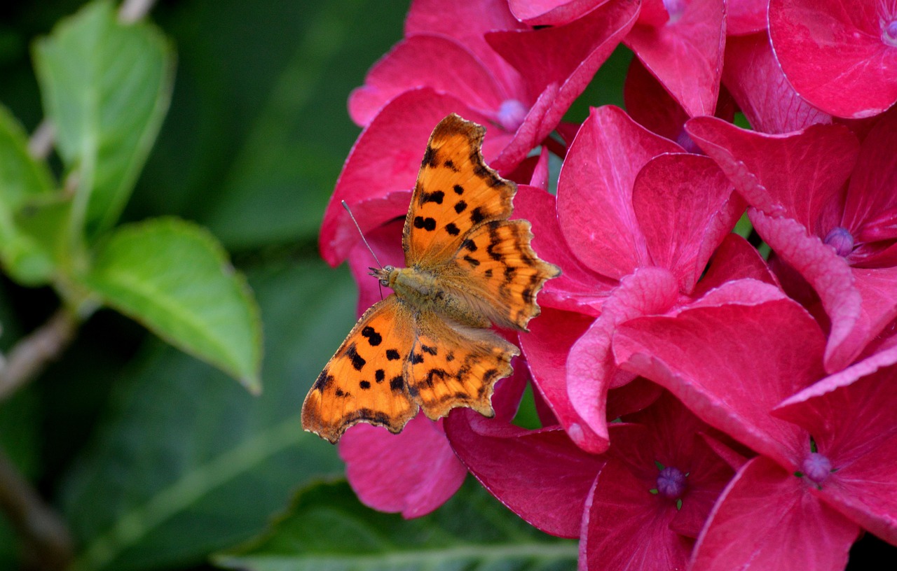 400 000+ kostnadsfria bilder med Desktop Backgrounds och Natur - Pixabay