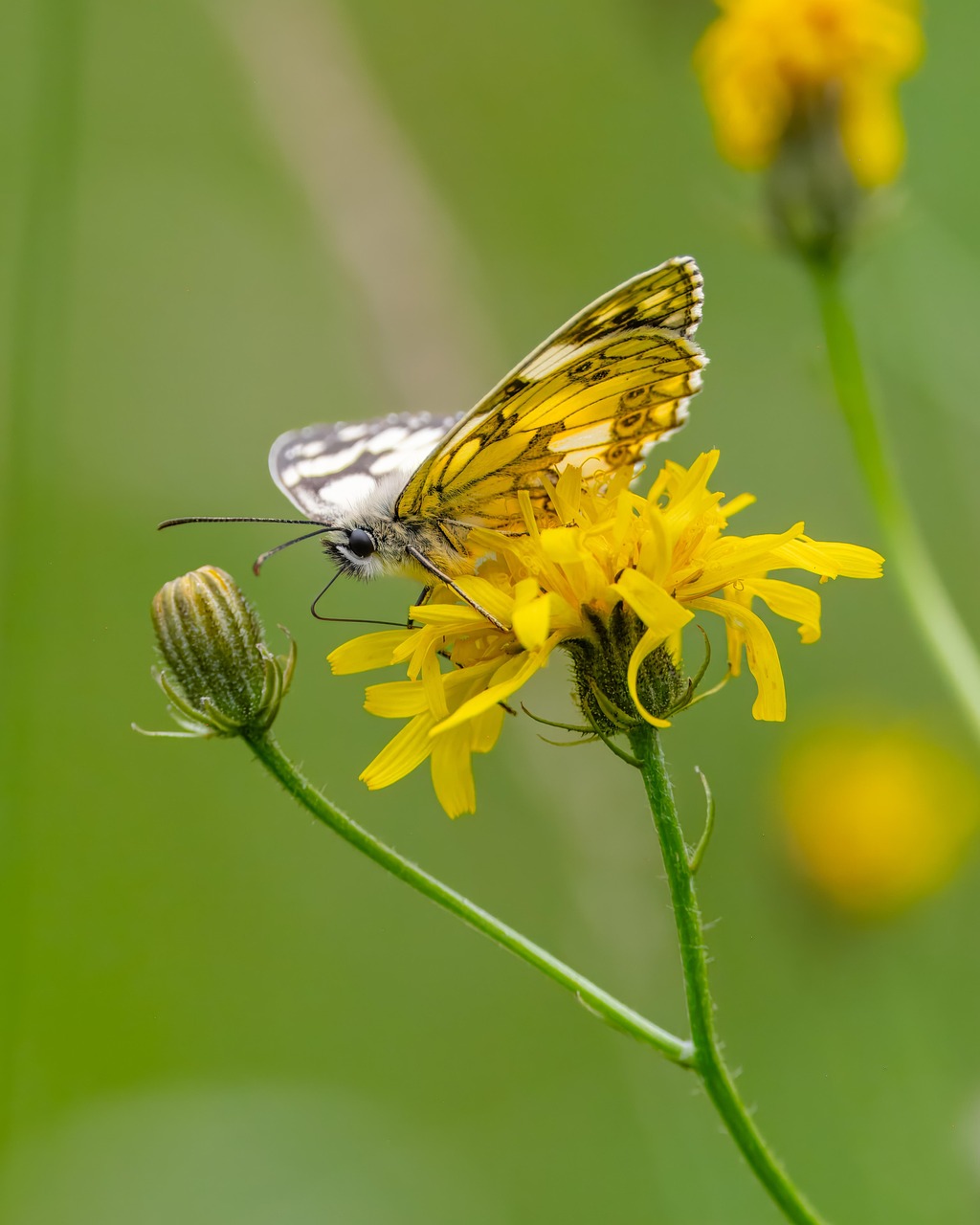 Butterfly Checkerboard Insect - Free photo on Pixabay - Pixabay