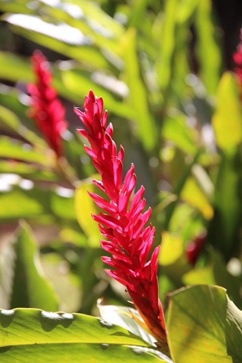 Planta Flor Alpinia Purpurata - Foto gratuita no Pixabay - Pixabay