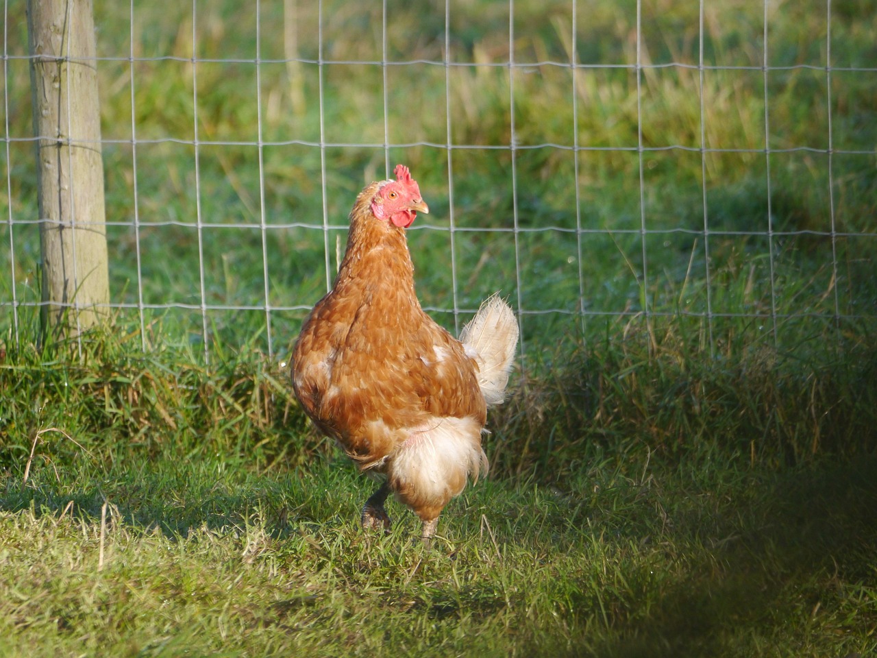 Poulet Poule La Volaille - Photo gratuite sur Pixabay - Pixabay