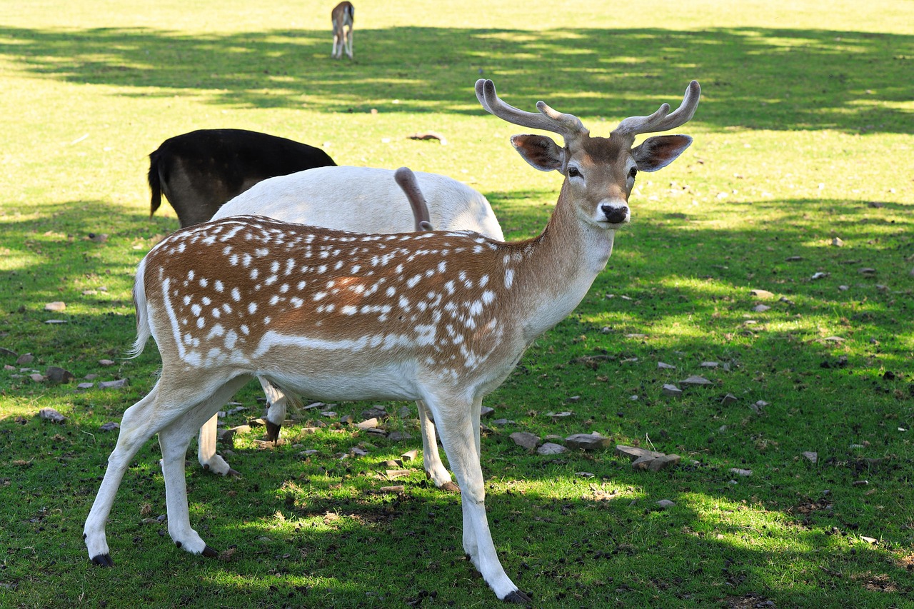 Reh Hirsch - Kostenloses Foto auf Pixabay