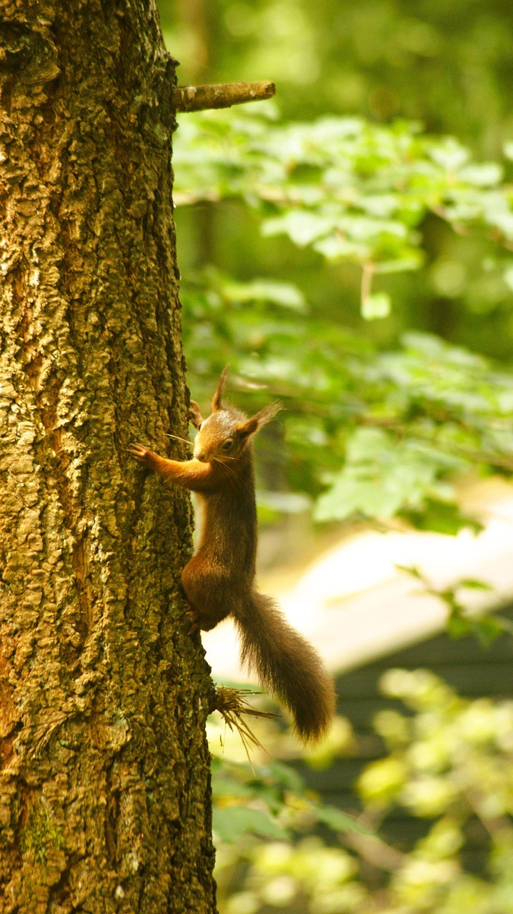 Squirrel Rodent Climbing - Free photo on Pixabay - Pixabay