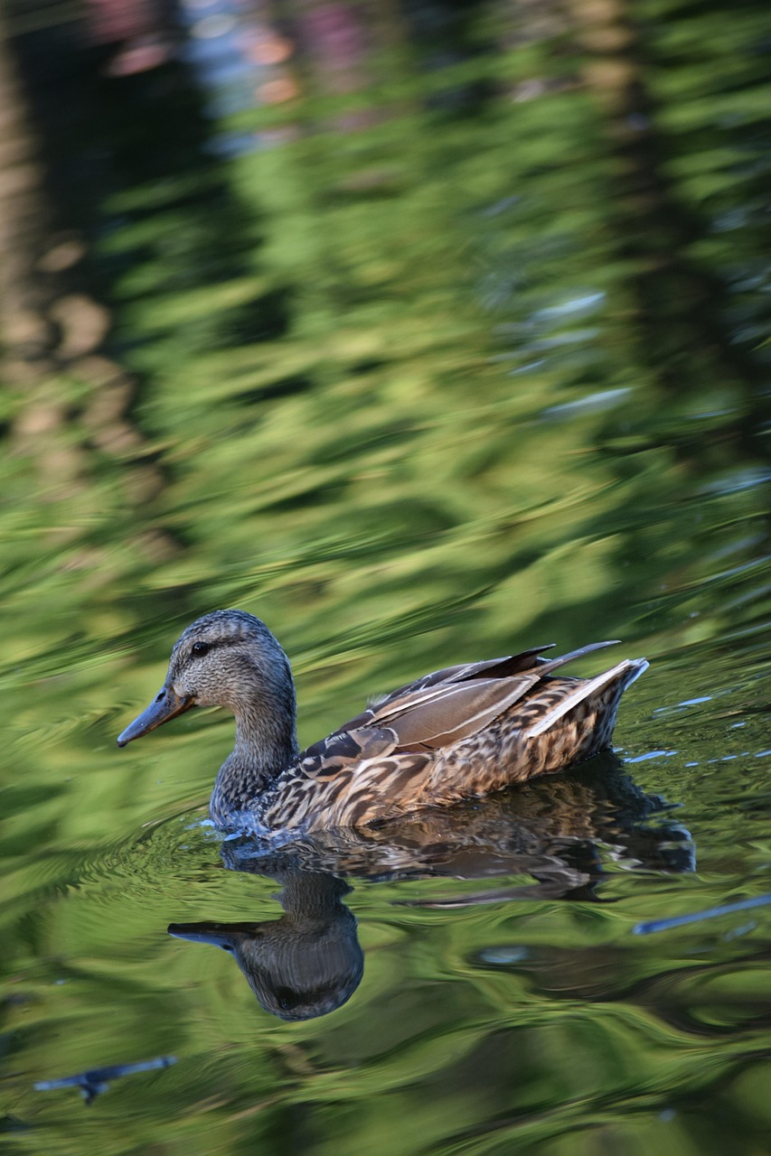 Animal Faune Paysage - Photo gratuite sur Pixabay - Pixabay
