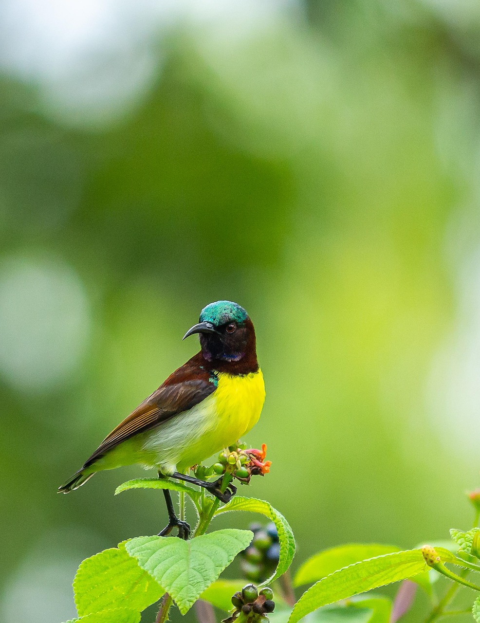 Uccello Natura Animale Animali - Foto gratis su Pixabay - Pixabay